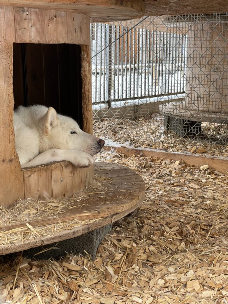 Husky Lodge Muotathal | insieme Innerschwyz
